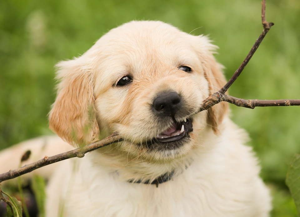Getting A Puppy VS Adult Dog | lifewithlilred