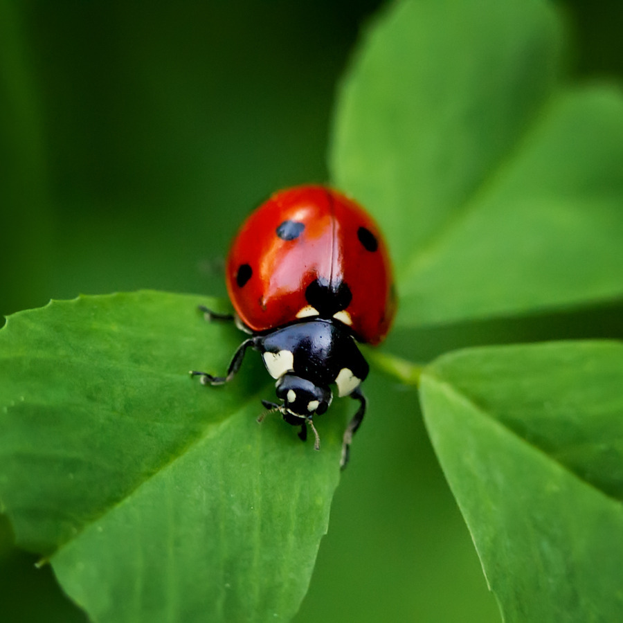 Little Ladybug Friend | lifewithlilred