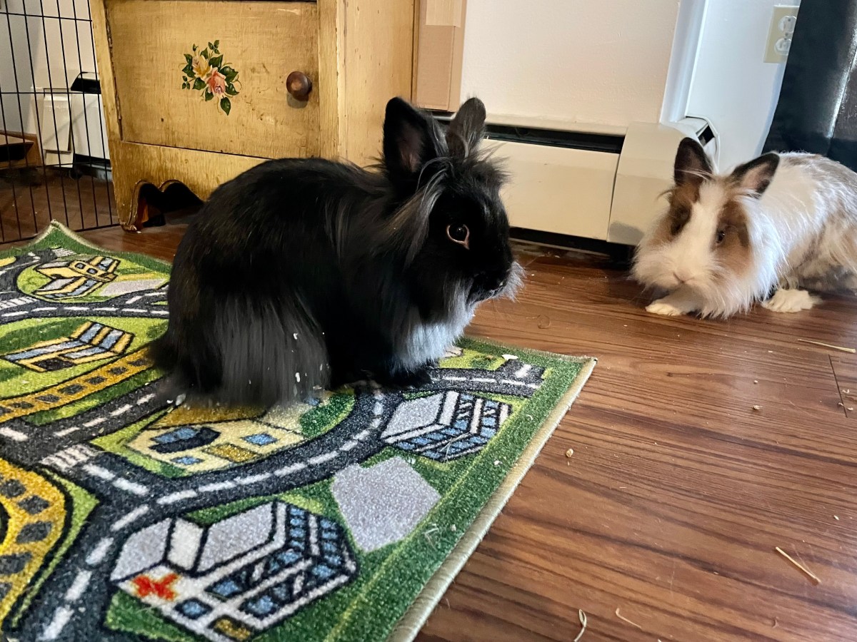 Bunny Care Essentials | lifewithlilred